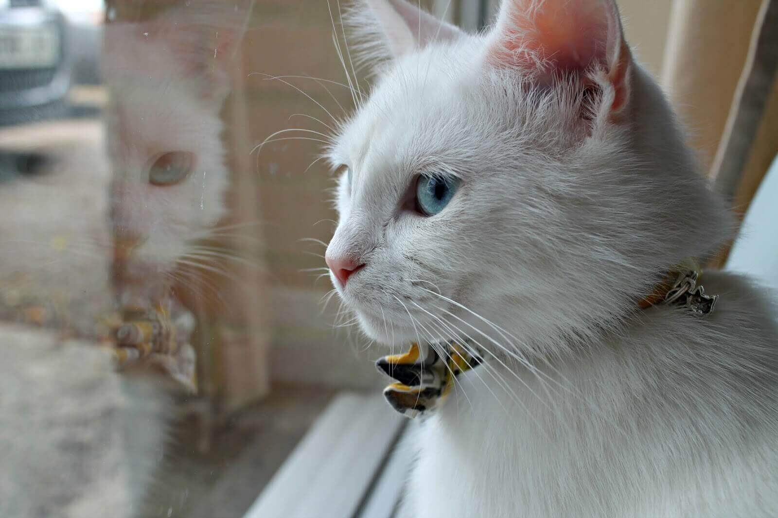How To Please Your Cat