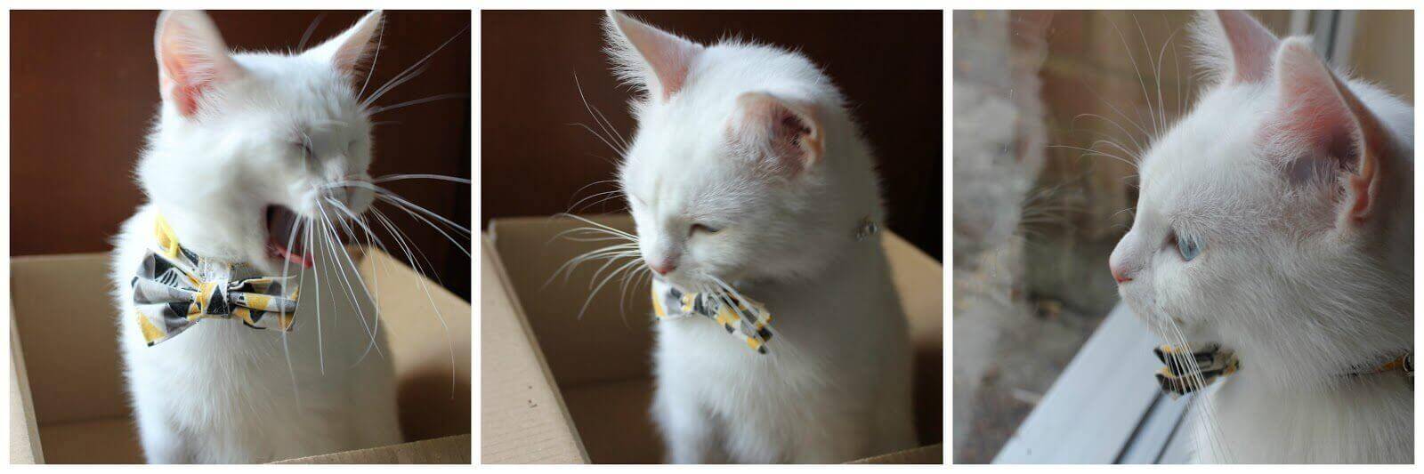 How To Please Your Cat